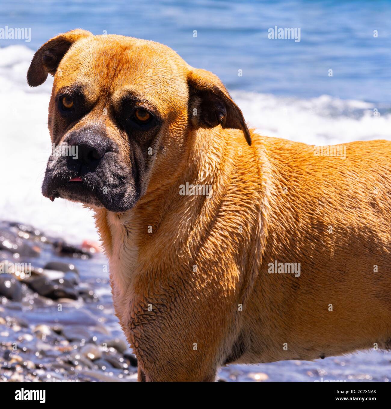 Closeup of a boxer in the beach under the sunlight Stock Photo - Alamy