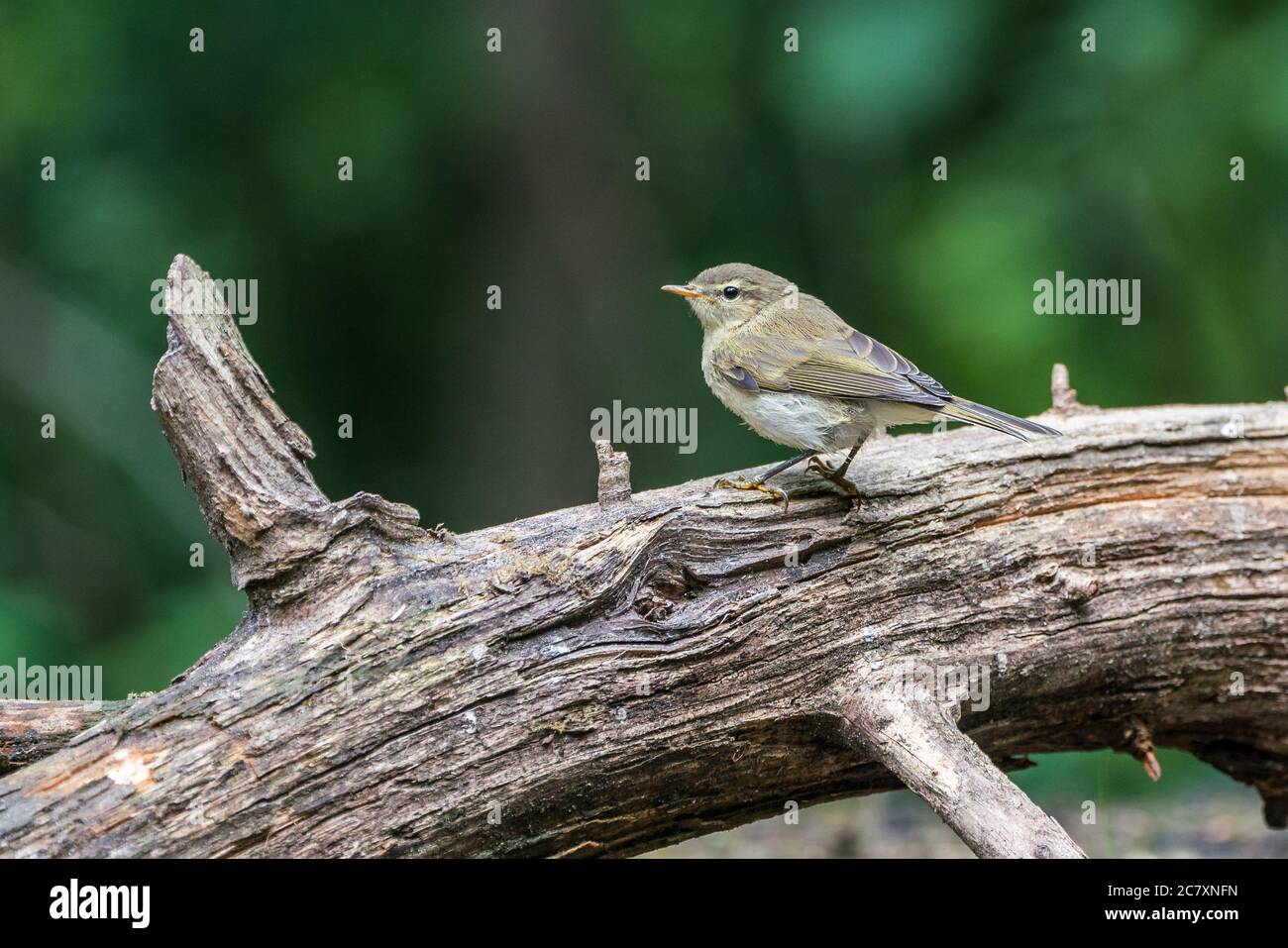 Juvenile chiffchaff hi-res stock photography and images - Alamy