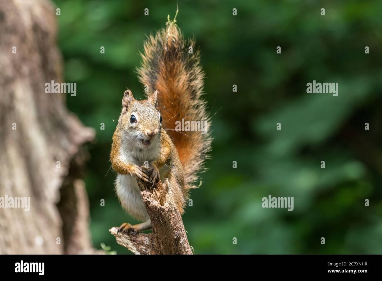 Aggressive squirrel hi-res stock photography and images - Alamy