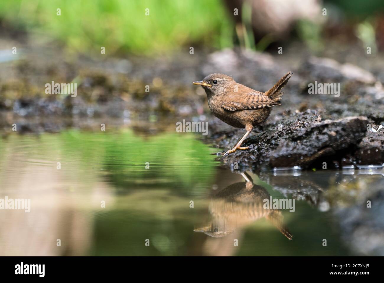 Wren drinking hi-res stock photography and images - Alamy