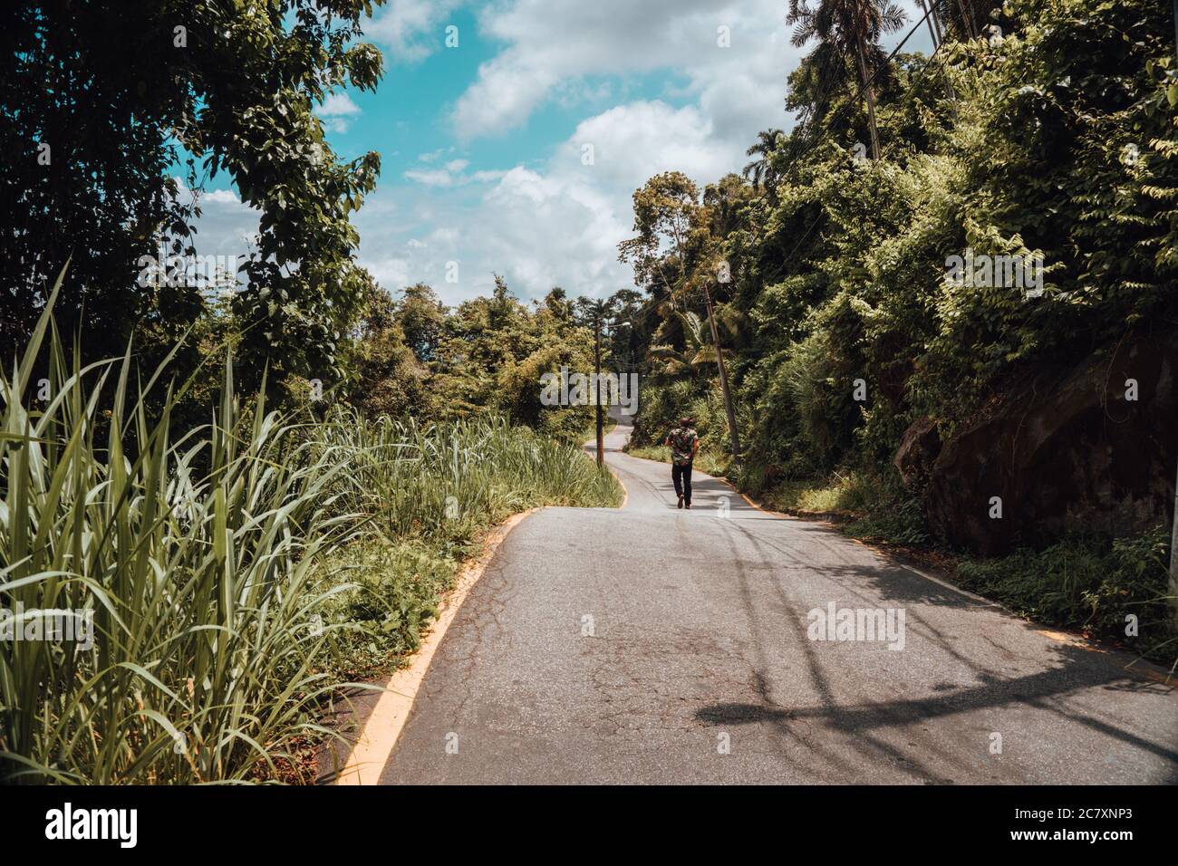Streets inside the Atlantic forest in Rio de Janeiro, Brazil Stock ...