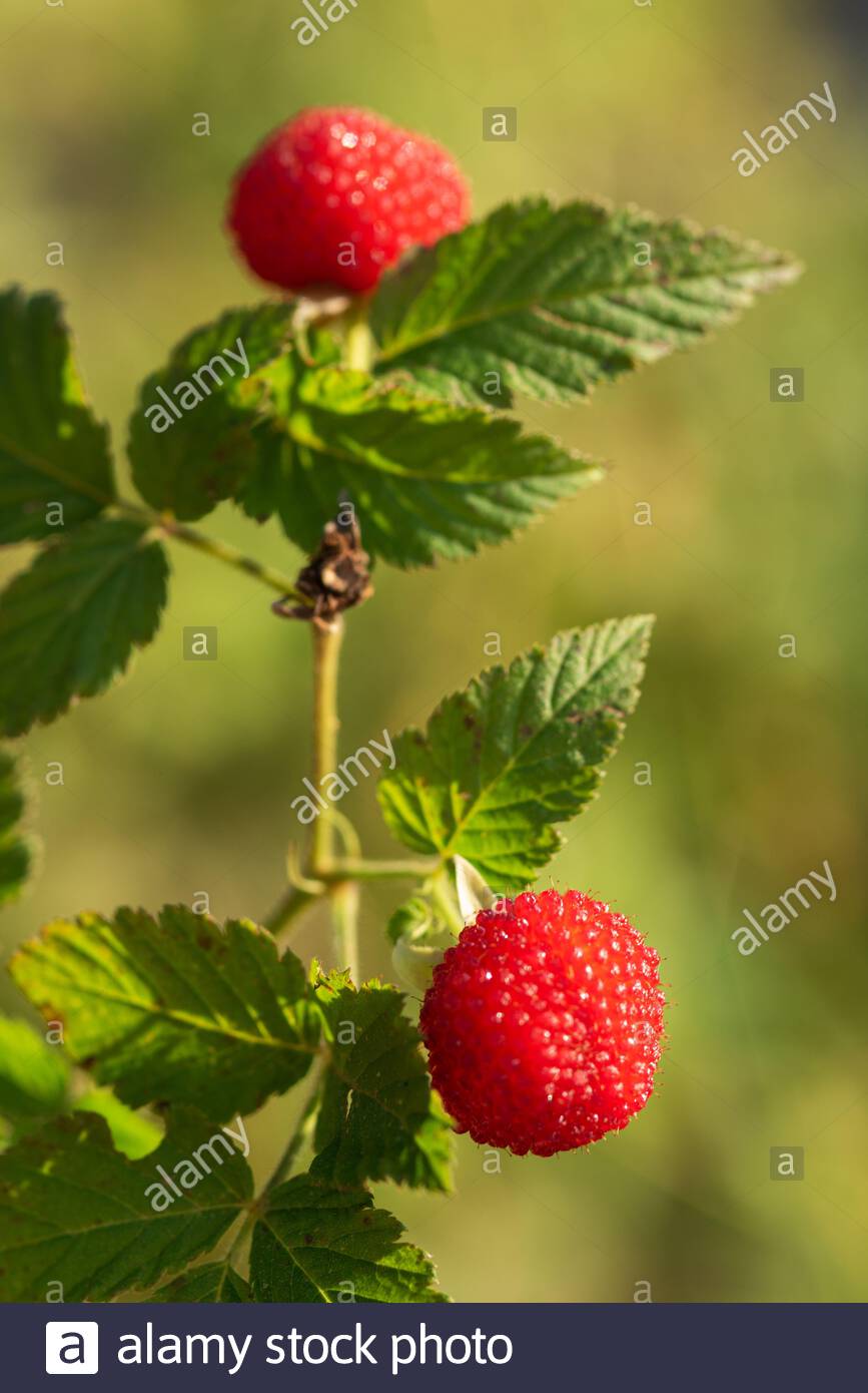Rose Farming High Resolution Stock Photography and Images - Alamy