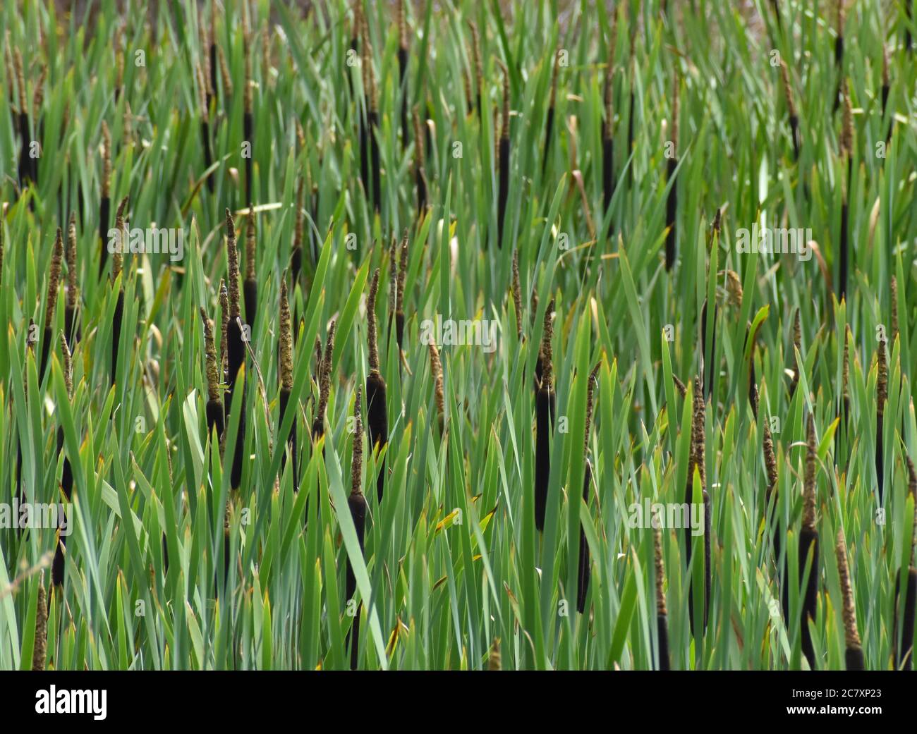 Cattails and reeds hi-res stock photography and images - Alamy