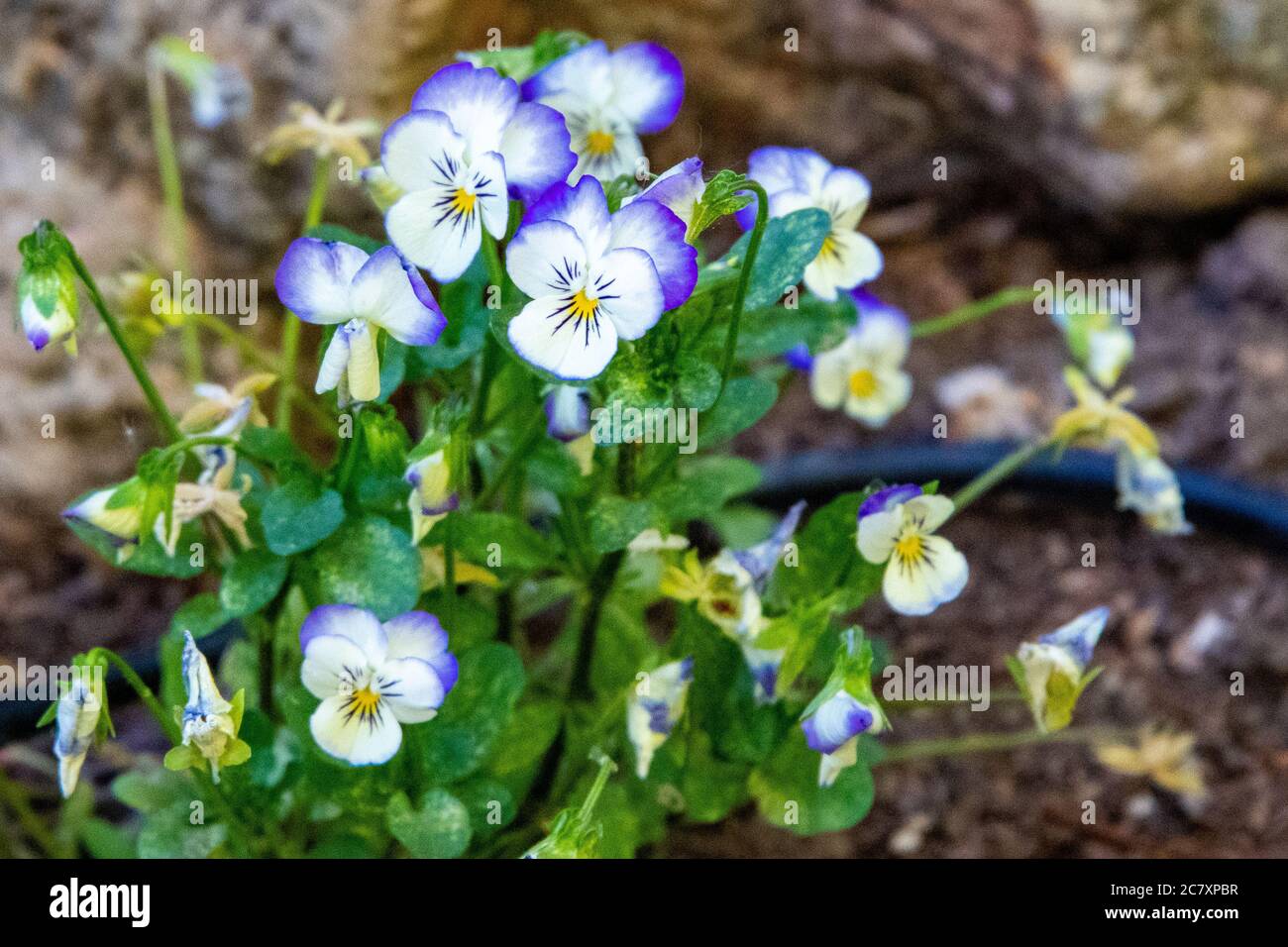 Colorado springs background hi-res stock photography and images - Alamy