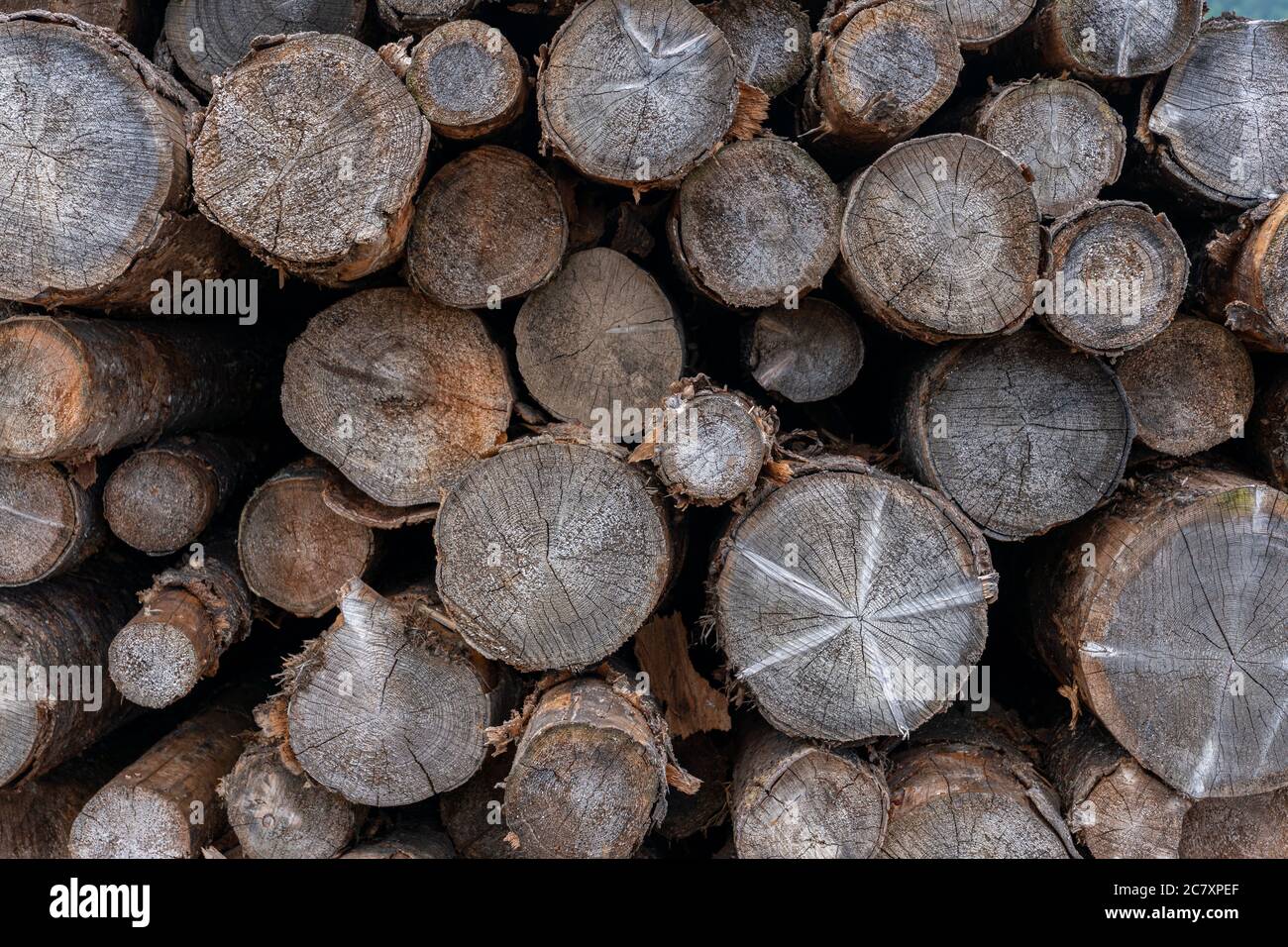 Air plant log hi-res stock photography and images - Alamy