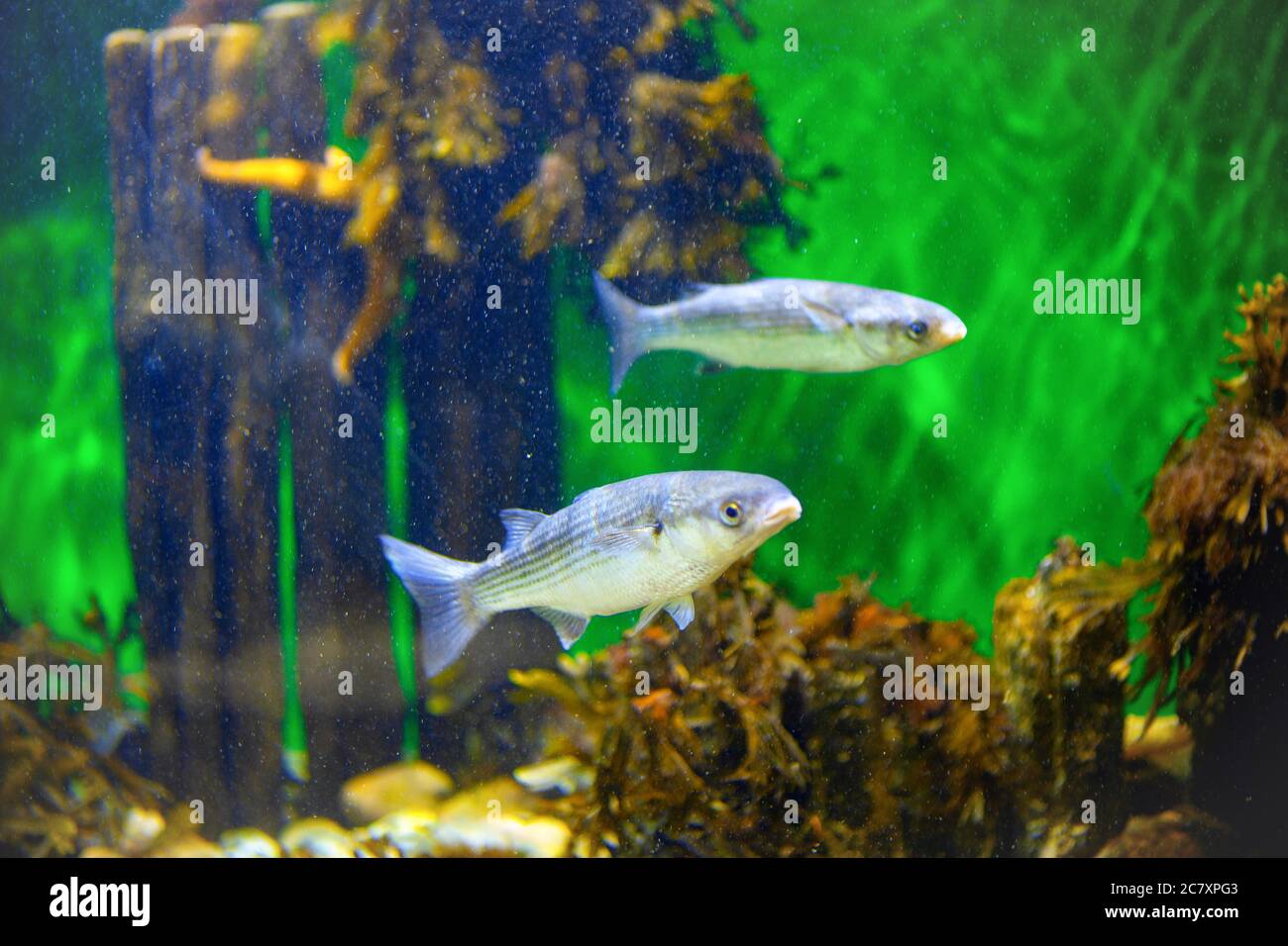 Silver koi fish hi-res stock photography and images - Alamy