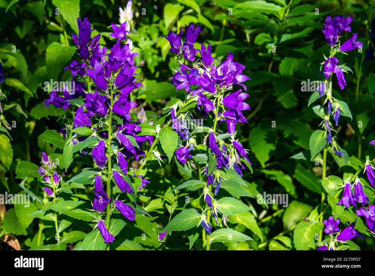 Purple Wildflowers in Bloom in Steamboat Springs Colorado Stock Photo ...