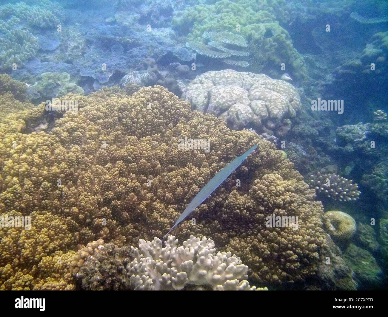 Great barrier reefs hi-res stock photography and images - Alamy