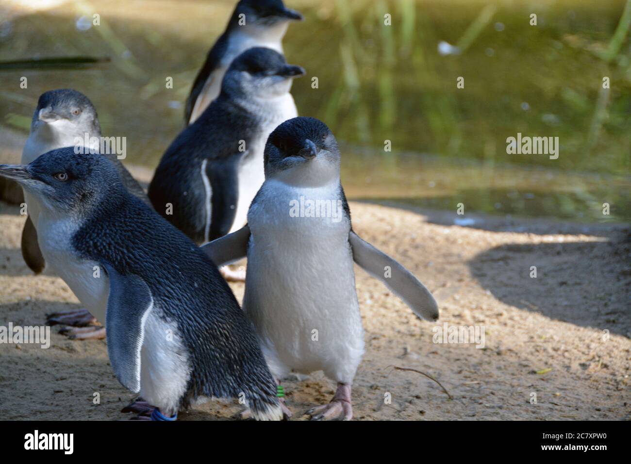 Little Penguins High Resolution Stock Photography and Images - Alamy