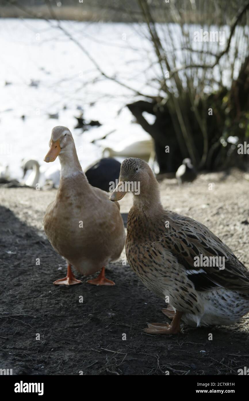 Beautiful shot flock ducks hi-res stock photography and images - Alamy