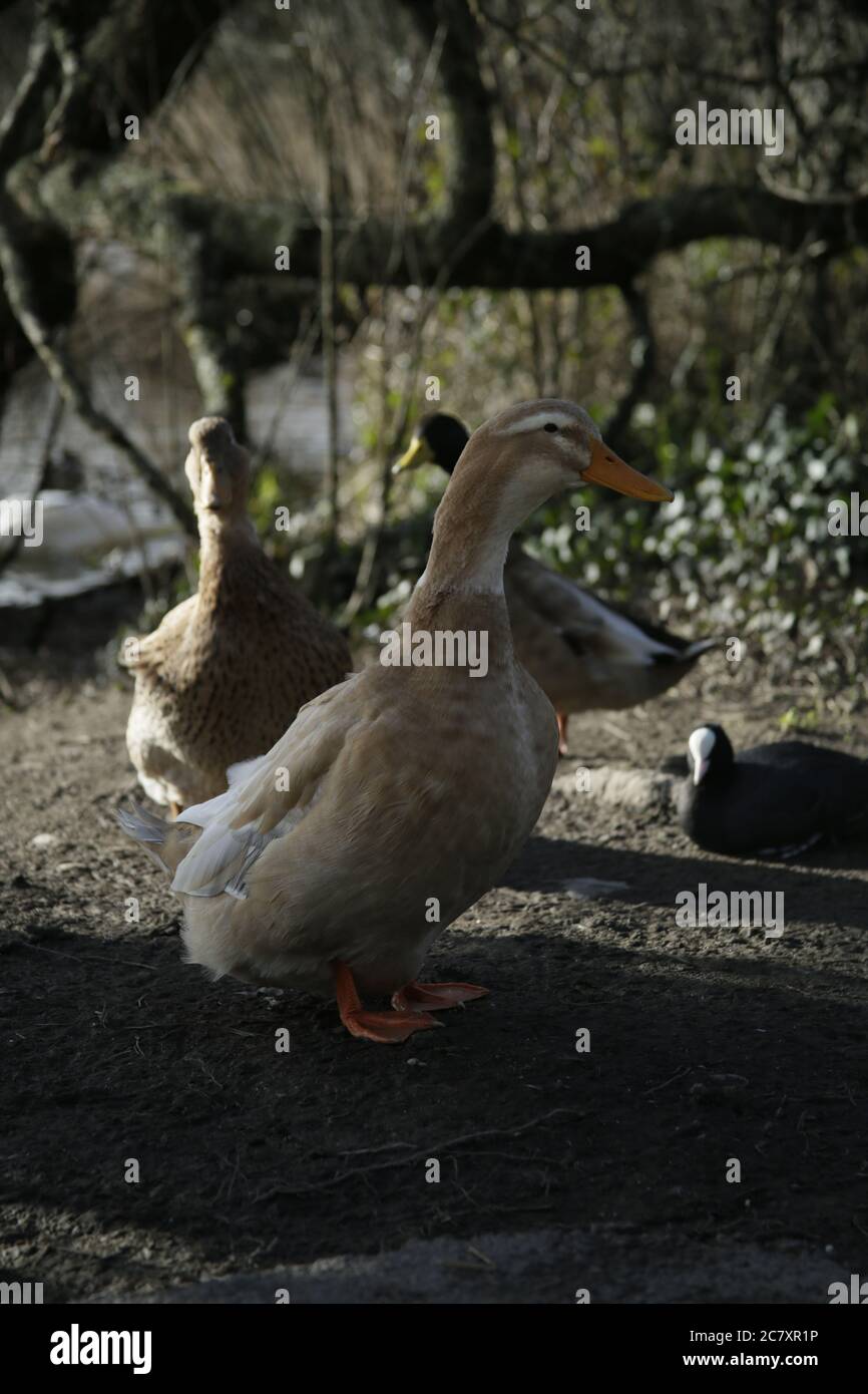 Beautiful shot flock ducks hi-res stock photography and images - Alamy