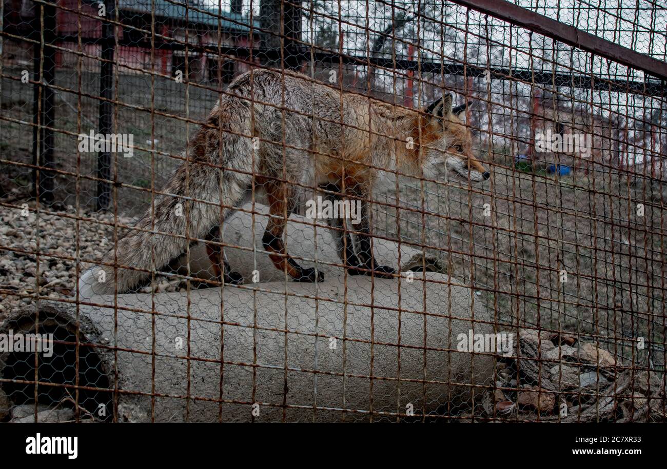 Fox behind the metal grid fence in the zoo Stock Photo - Alamy