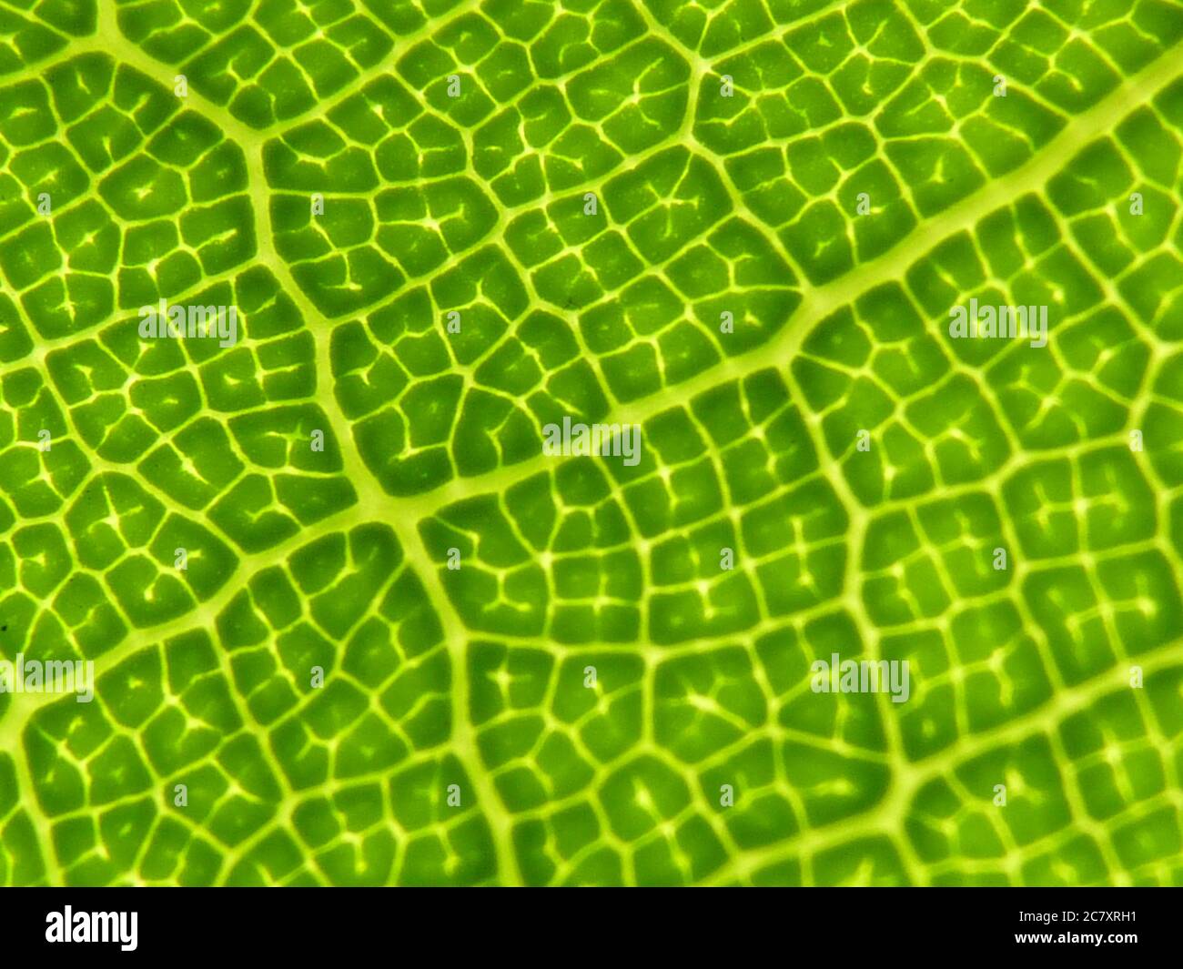 Closeup shot of a green leaf patterns with reticulate veins Stock Photo ...