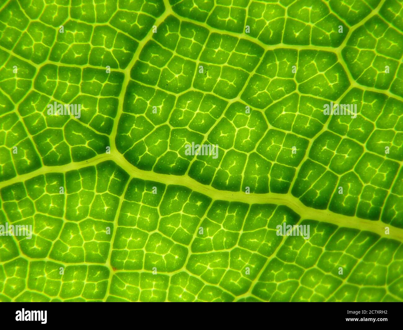 Closeup shot of a green leaf patterns with reticulate veins Stock Photo ...