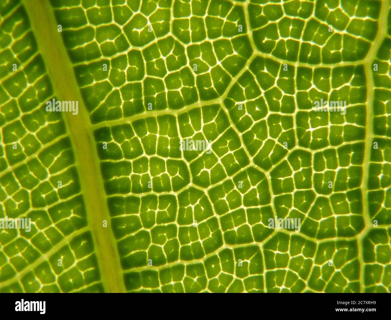 Closeup shot of a green leaf patterns with reticulate veins Stock Photo ...