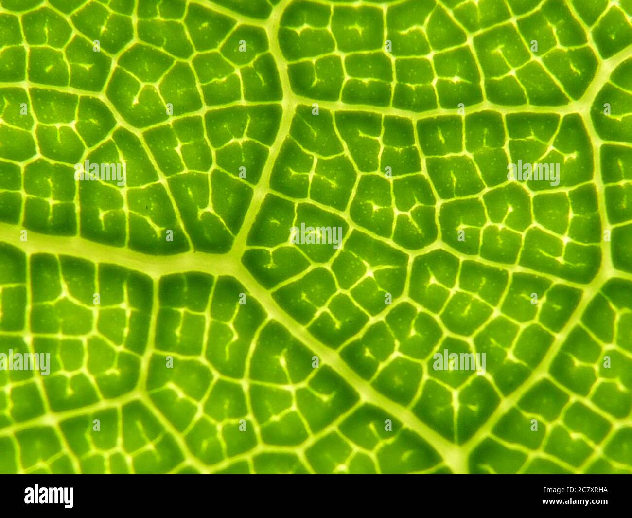 Closeup shot of a green leaf patterns with reticulate veins Stock Photo ...