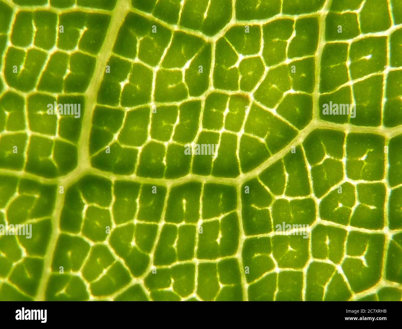 Reticulate patterns hi-res stock photography and images - Alamy