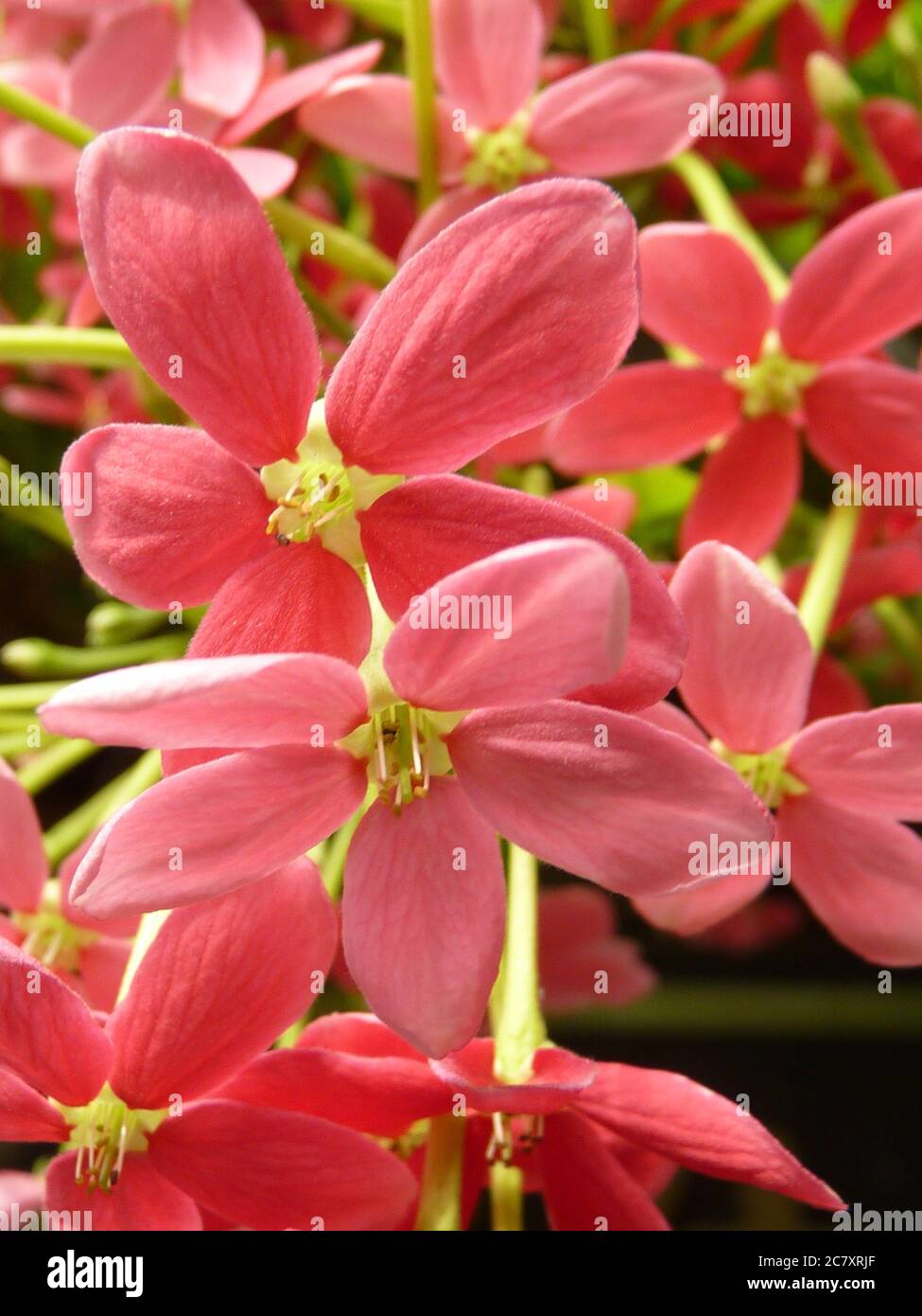Closeup shot of beautiful Rangoon Creepers under the sunlight Stock ...