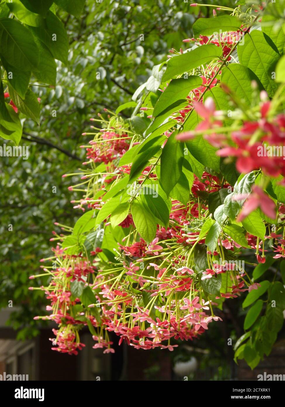 Floral creepers hi-res stock photography and images - Alamy