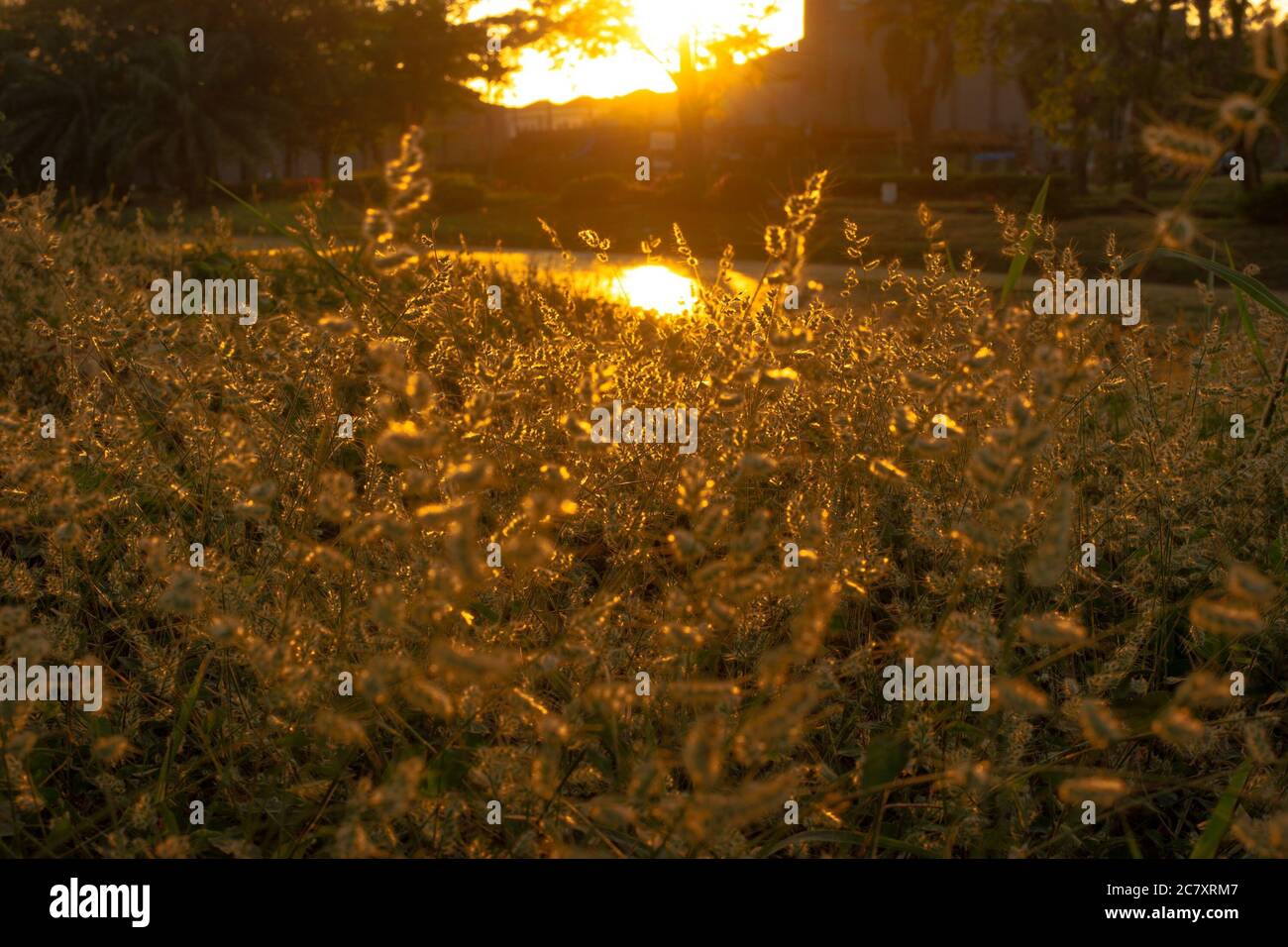 Plants under the bright light of the sun Stock Photo - Alamy