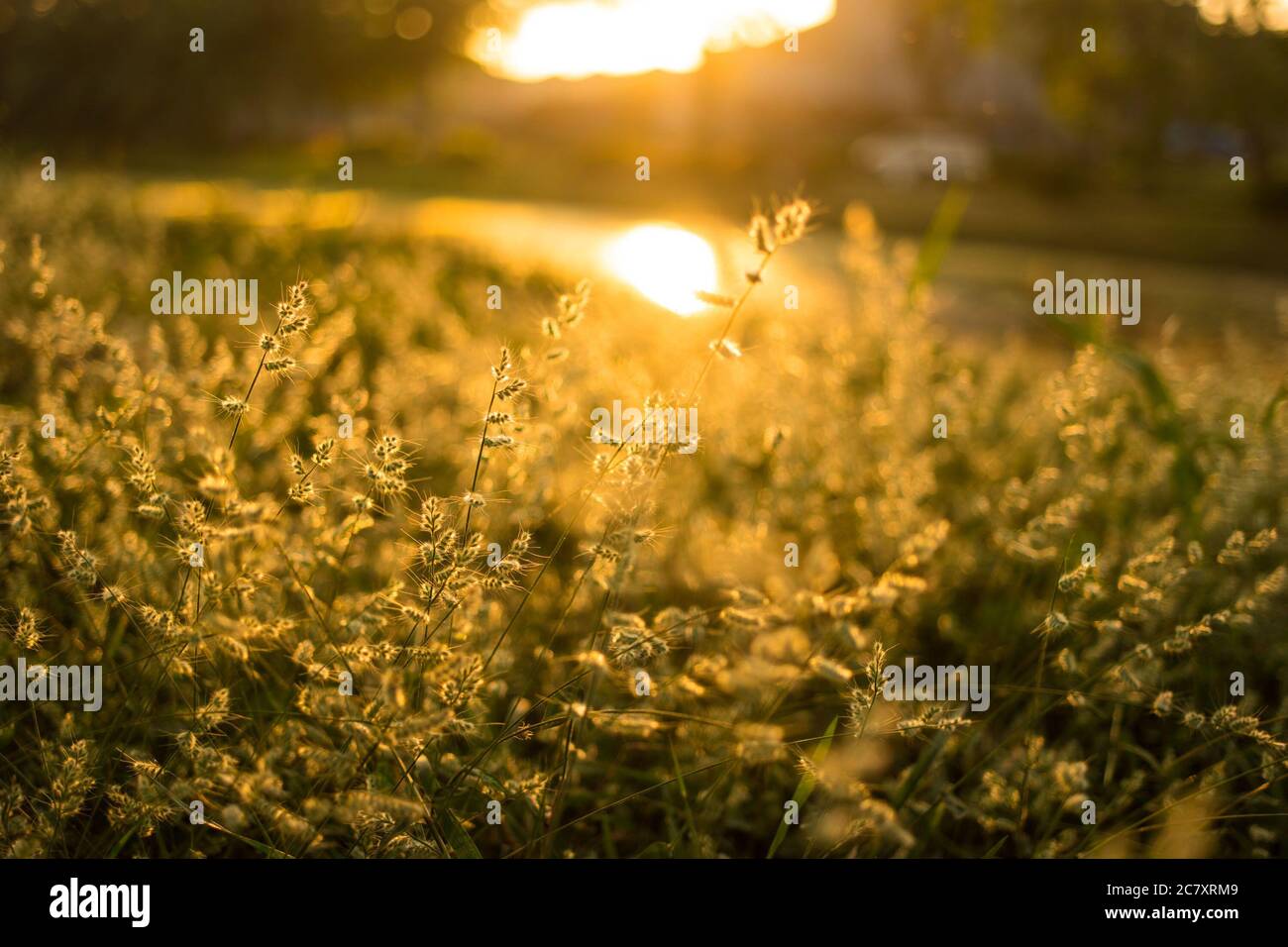Plants with the sun rays penetrating through their stems Stock Photo ...