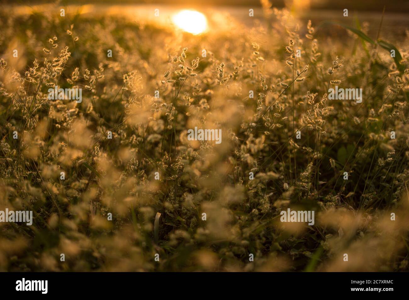 Plants with the sun rays penetrating through their stems Stock Photo ...