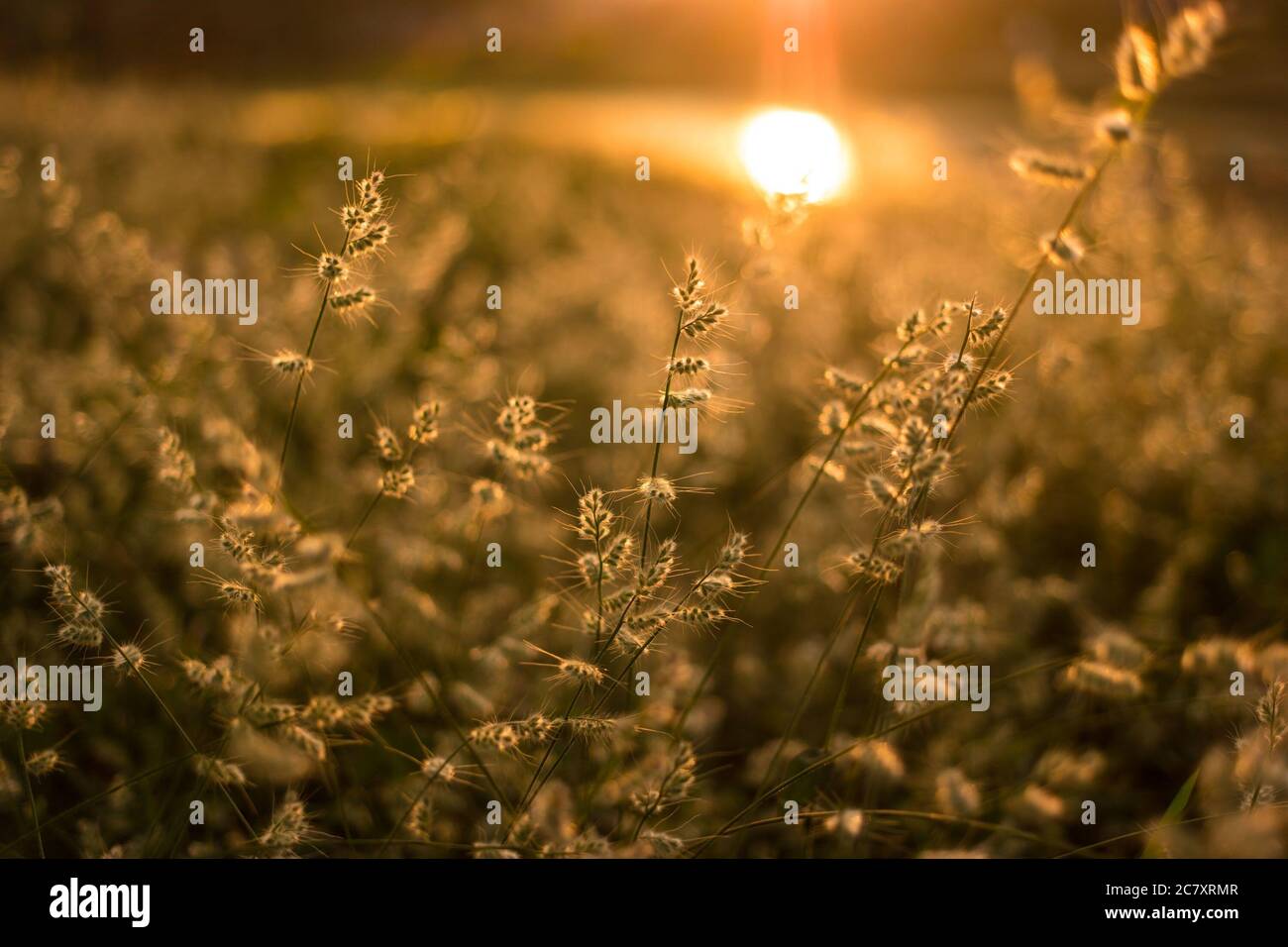 Plants with the sun rays penetrating through their stems Stock Photo ...