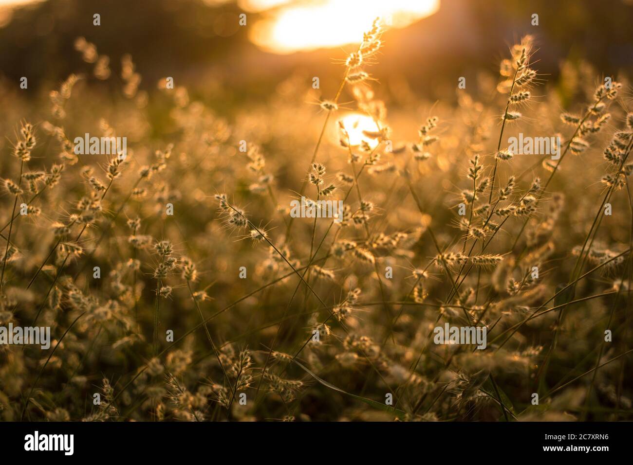 Plants in sunset, orange sun rays penetrating through the stems Stock ...