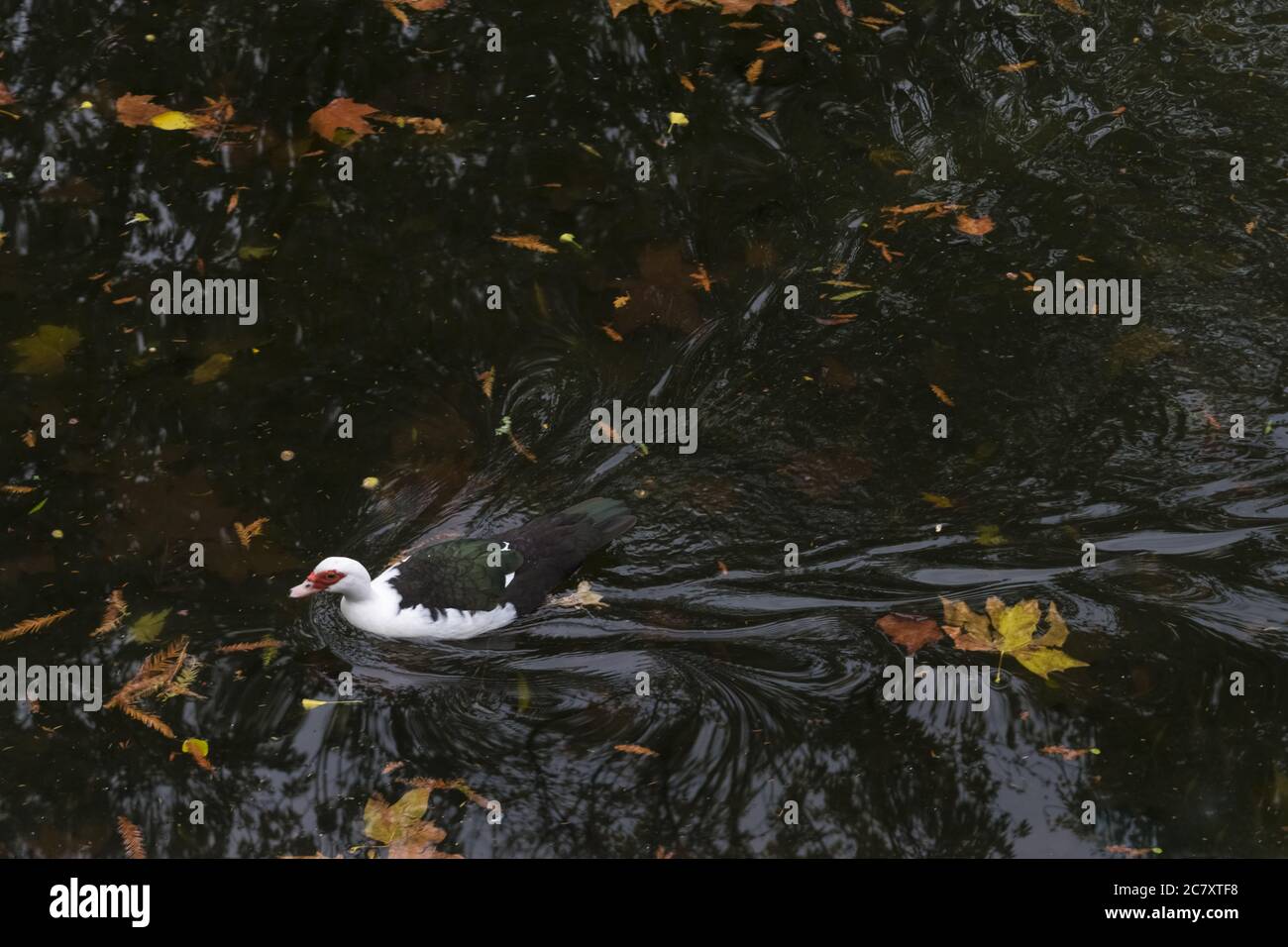 Colorful duck floating lazily along the water filled with orange and ...