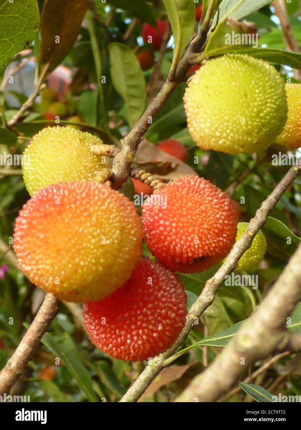 Closeup shot of Chinese Bayberries growing on a tree branch Stock Photo ...