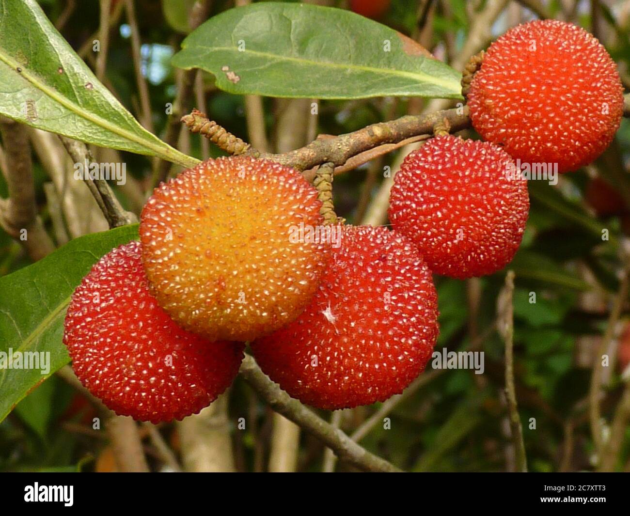 Closeup shot of Chinese Bayberries growing on a tree branch Stock Photo ...