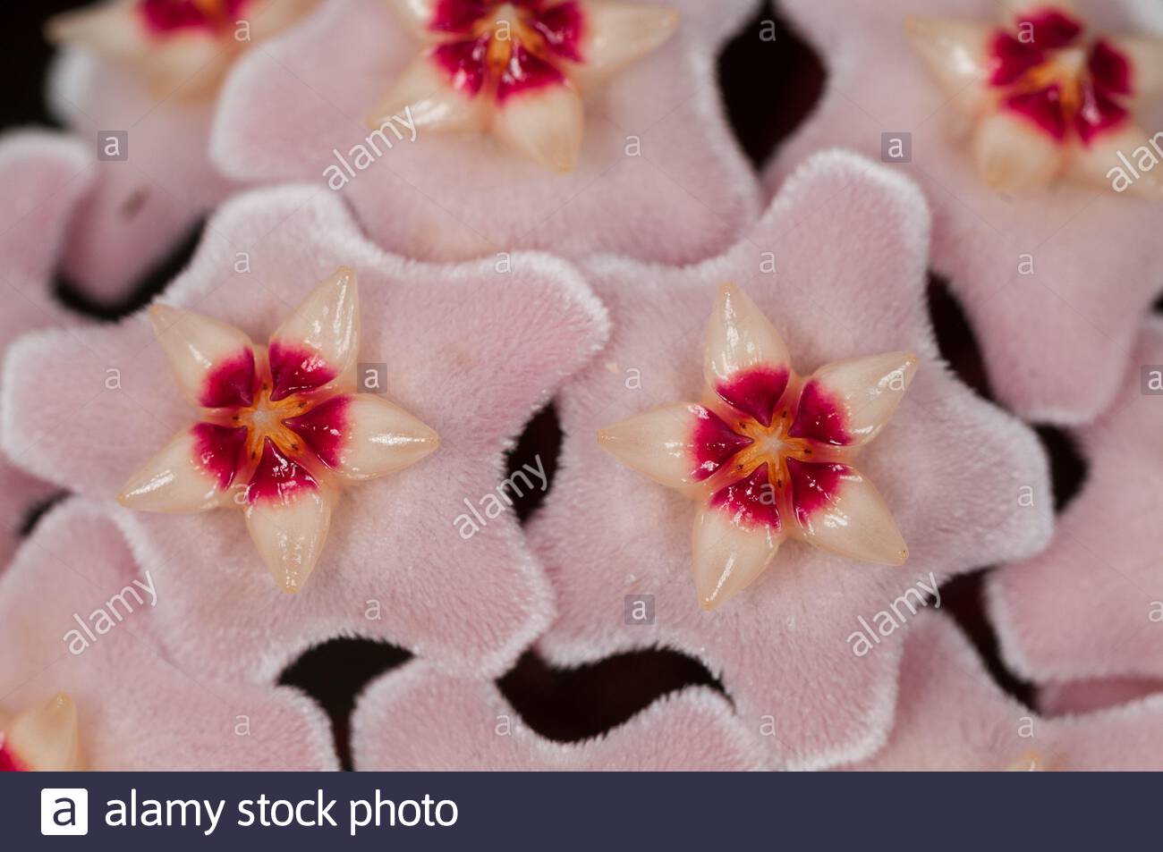 Carnosa High Resolution Stock Photography and Images - Alamy