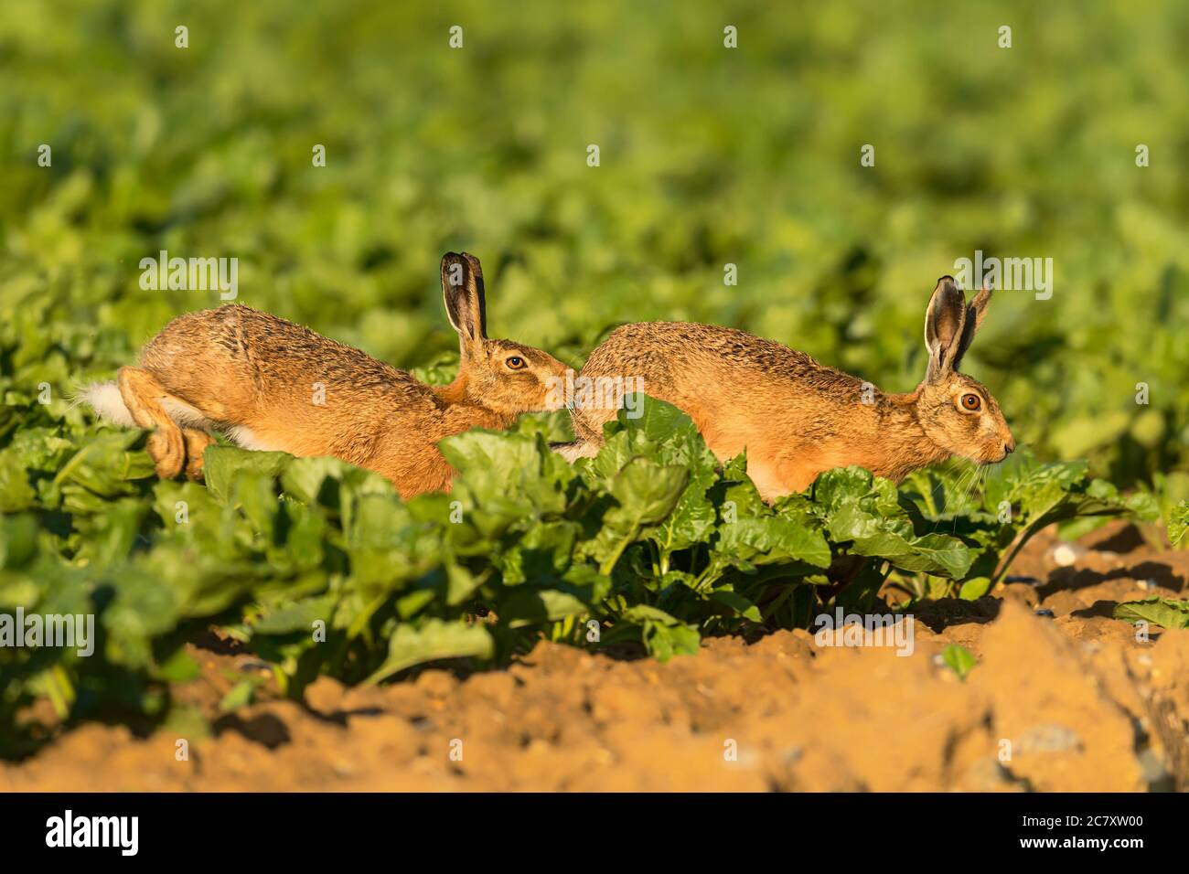 Two Brown Hares Lepus europeans chasing through a field of Sugar Beet ...