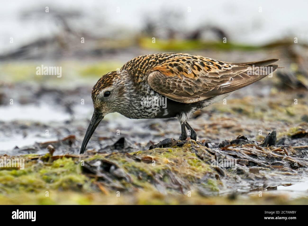 Dunlin in its natural enviroment in Denmark Stock Photo - Alamy