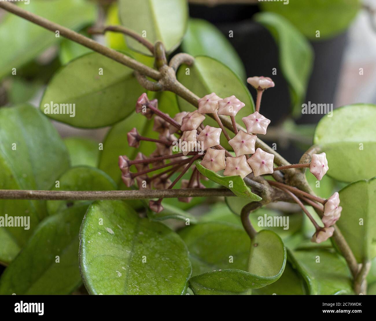 Closeup shot of hoya carnosa flowers on a tree Stock Photo - Alamy