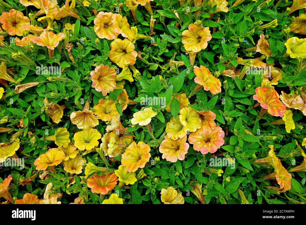 Austrian briar rose hi-res stock photography and images - Alamy