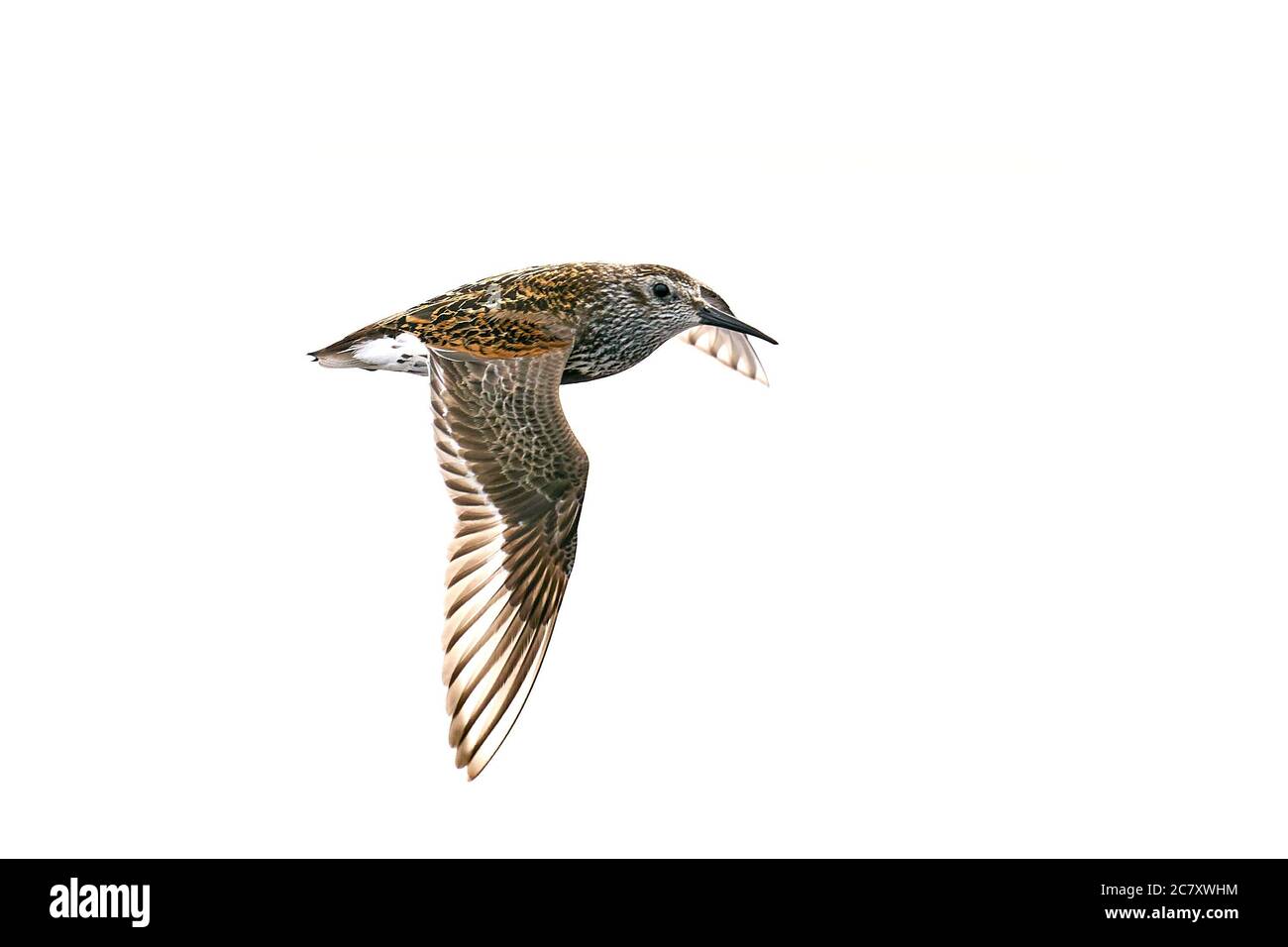 Dunlin in flight isolated on a white background Stock Photo - Alamy