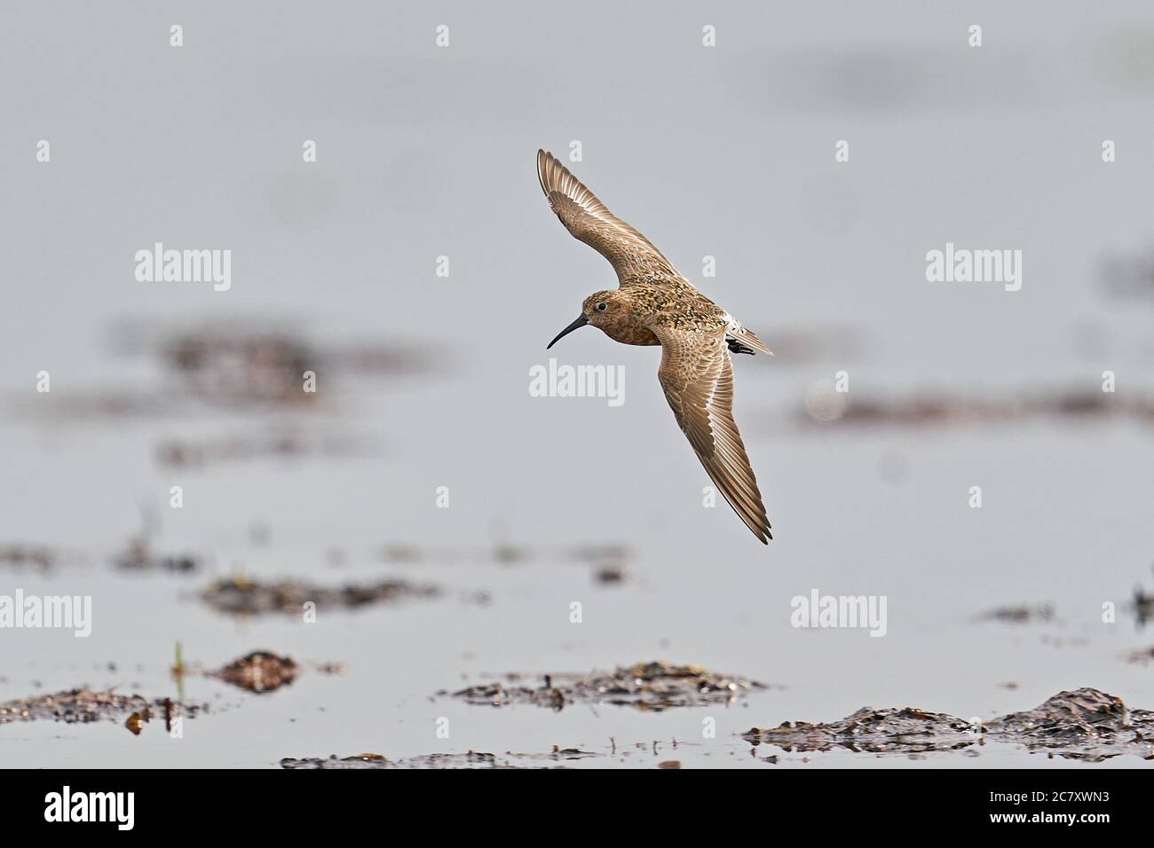 Curlew sandpiper flying hi-res stock photography and images - Alamy