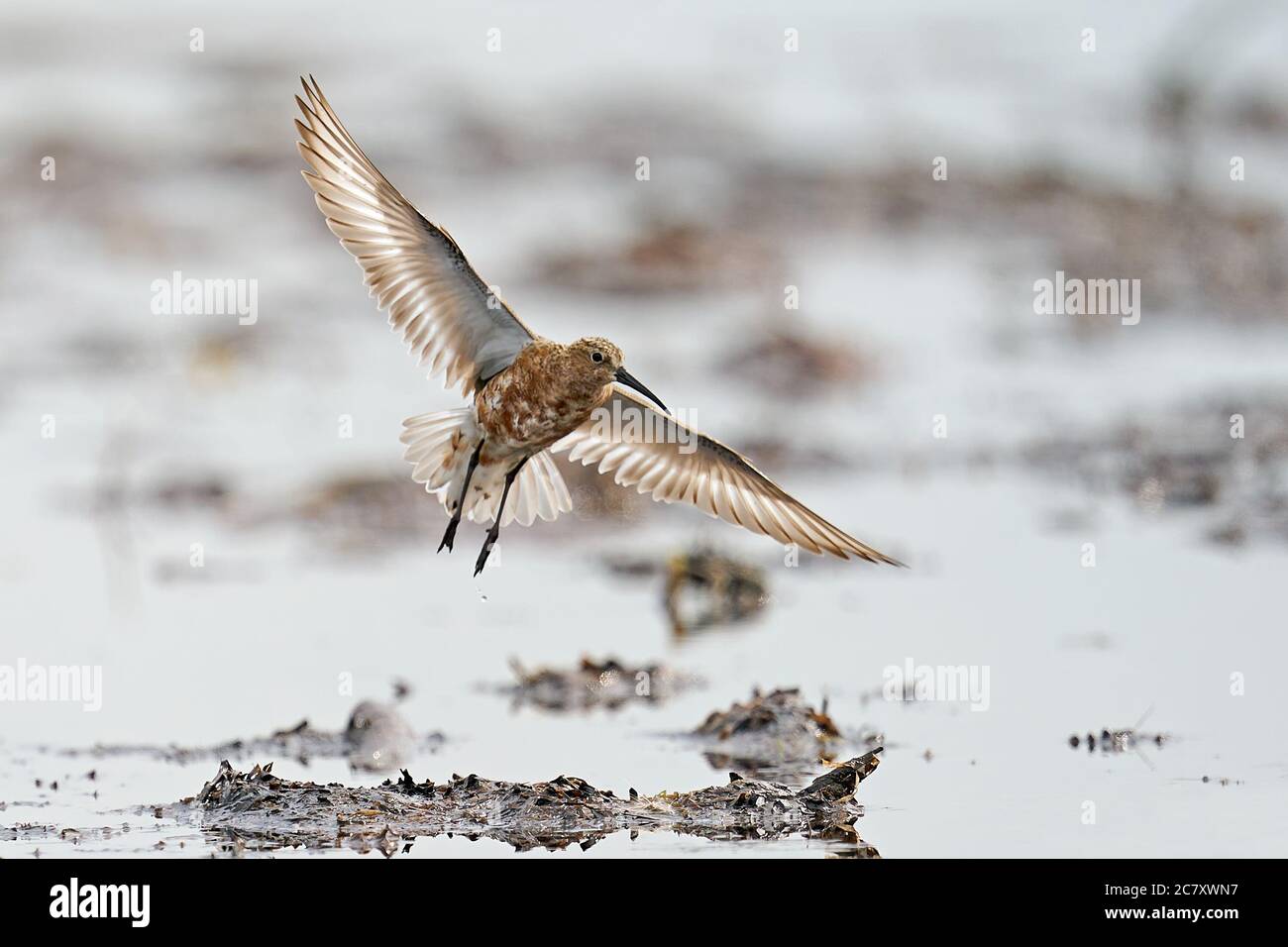 Curlew sandpiper flying hi-res stock photography and images - Alamy