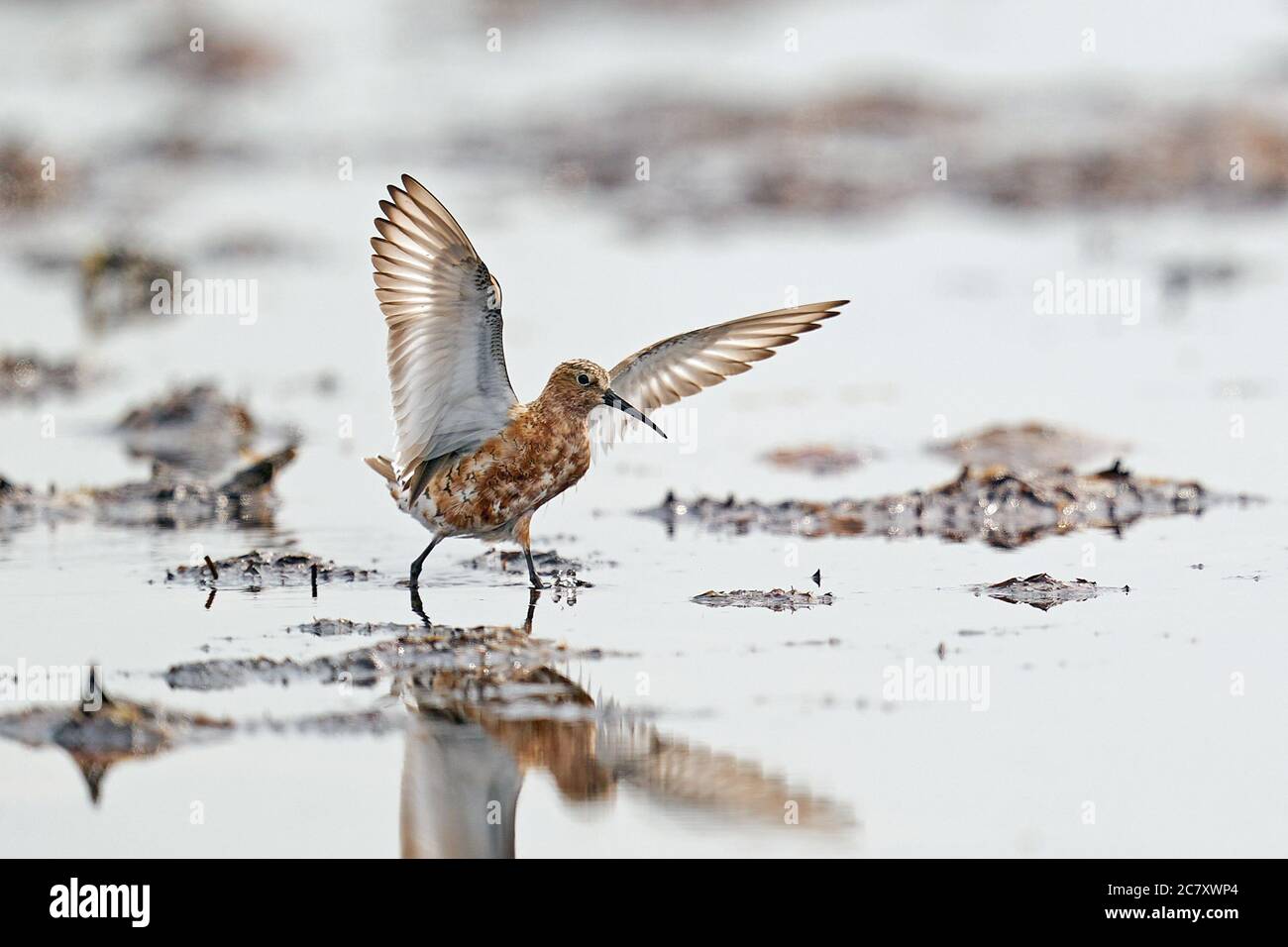 Curlew sandpiper in flight in its natural enviroment Stock Photo - Alamy
