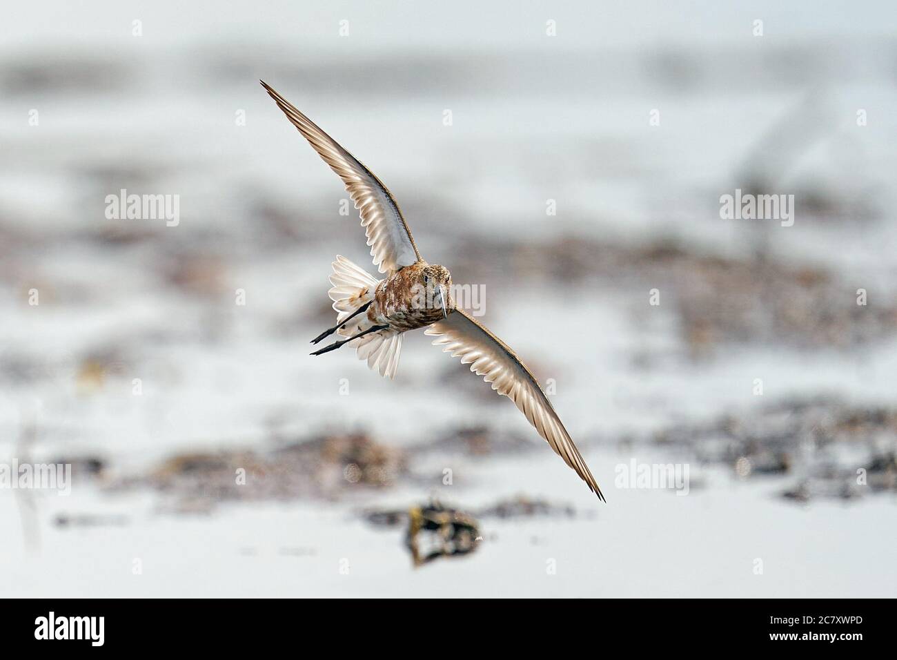 Curlew sandpiper flying hi-res stock photography and images - Alamy