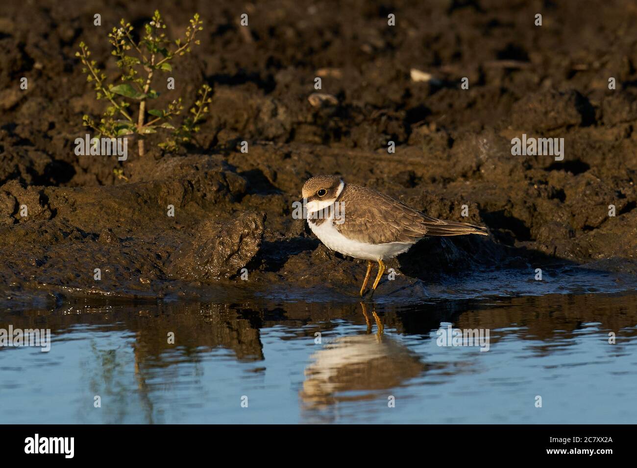 Juvenile little ringed plover hi-res stock photography and images - Alamy