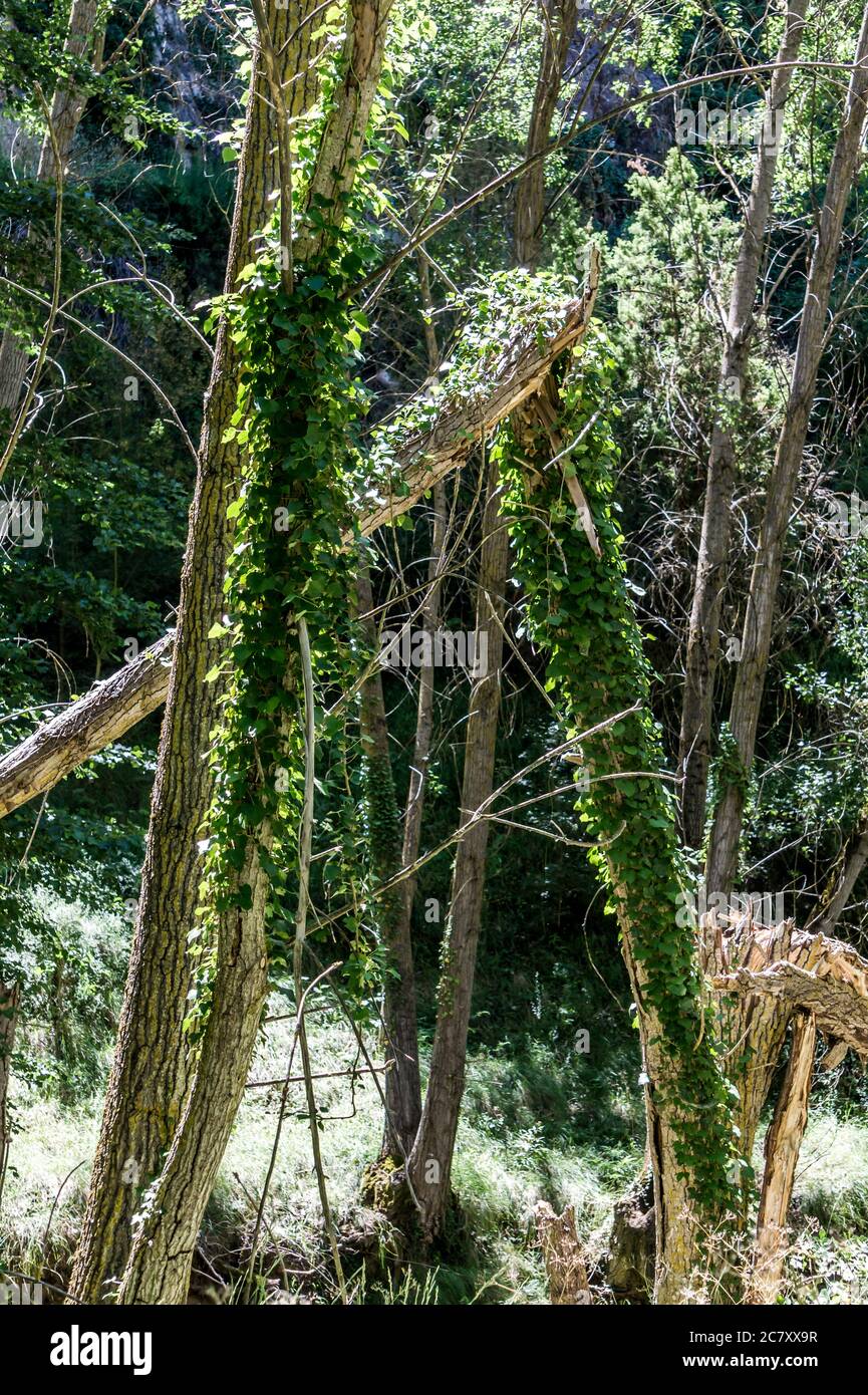 Vertical shot damaged tropical hi-res stock photography and images - Alamy