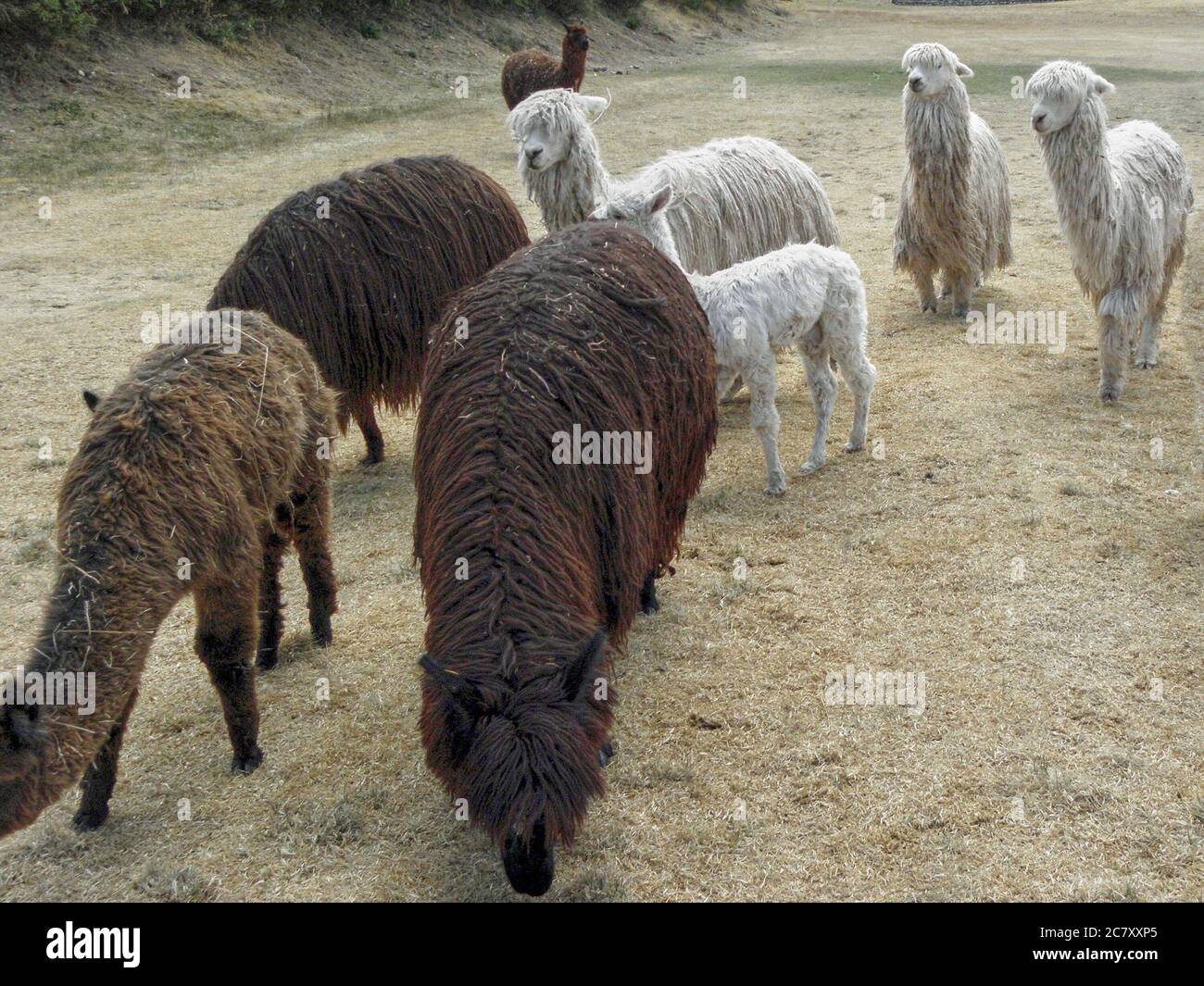 Group llamas in zoo hi-res stock photography and images - Alamy