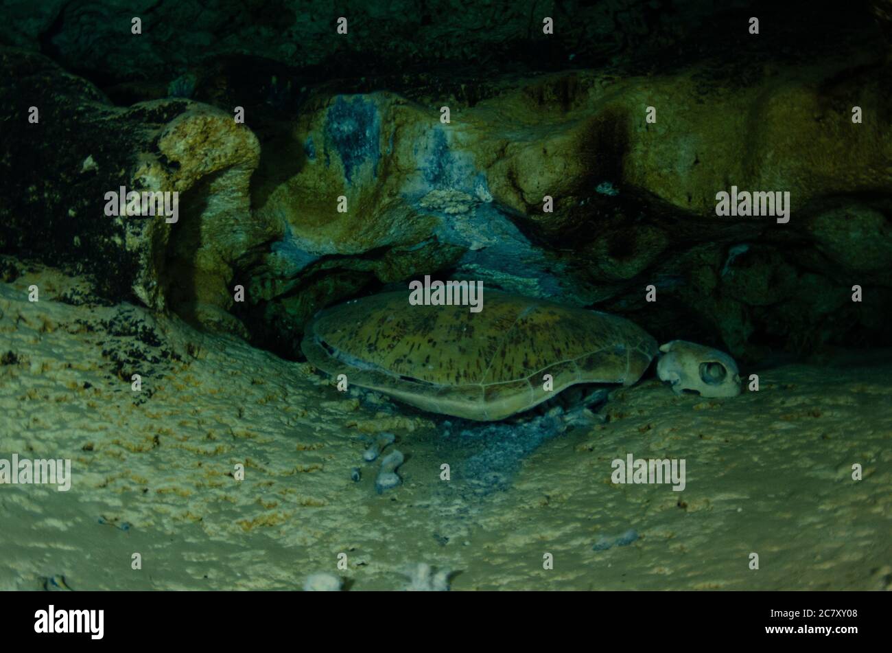 Whole shell and a skull of a turtle in an underwater cave Stock Photo ...