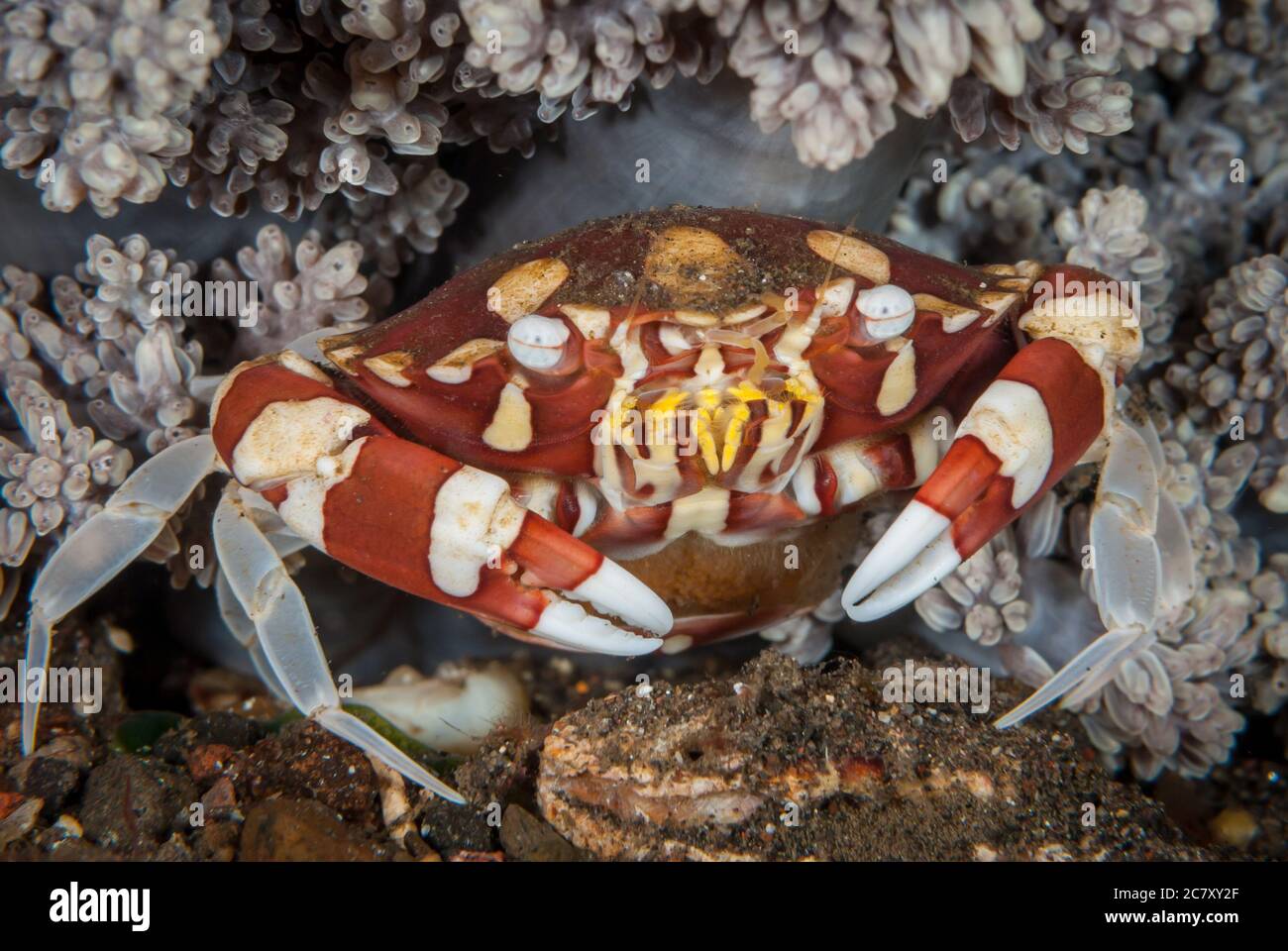 Macro shot of a red crab in the coral reef under the water Stock Photo ...