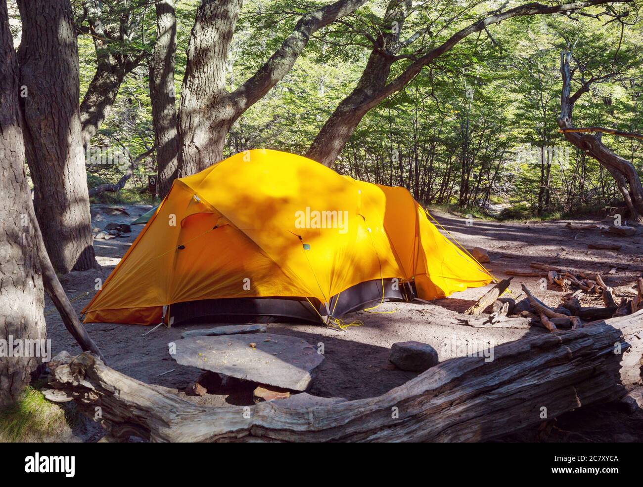 Modern tourist tent hanging between trees in green forest Stock Photo ...