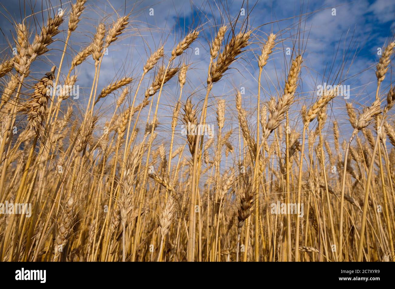 Bad weather corn field hi-res stock photography and images - Alamy