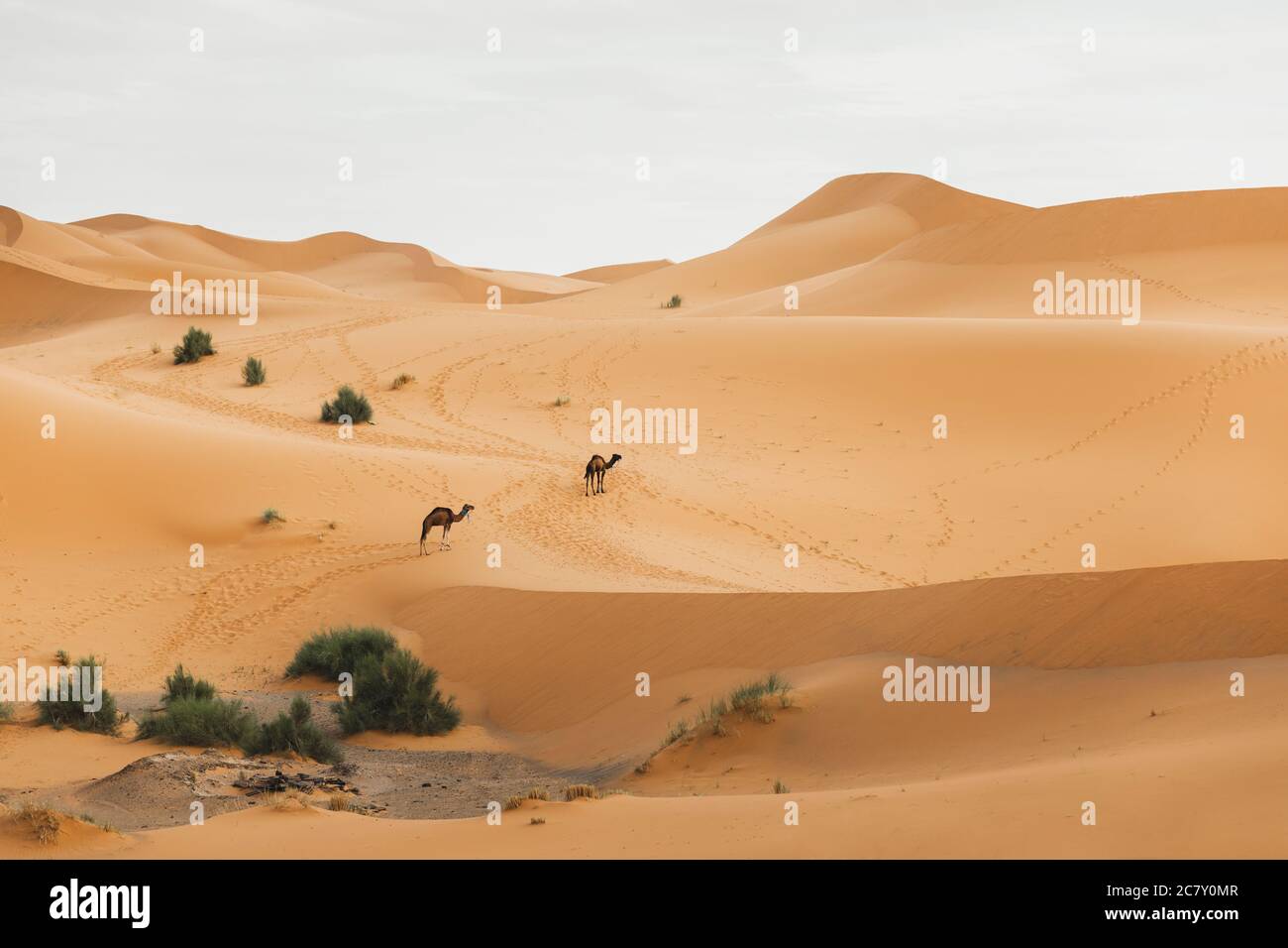 Sahara Desert Africa Animals