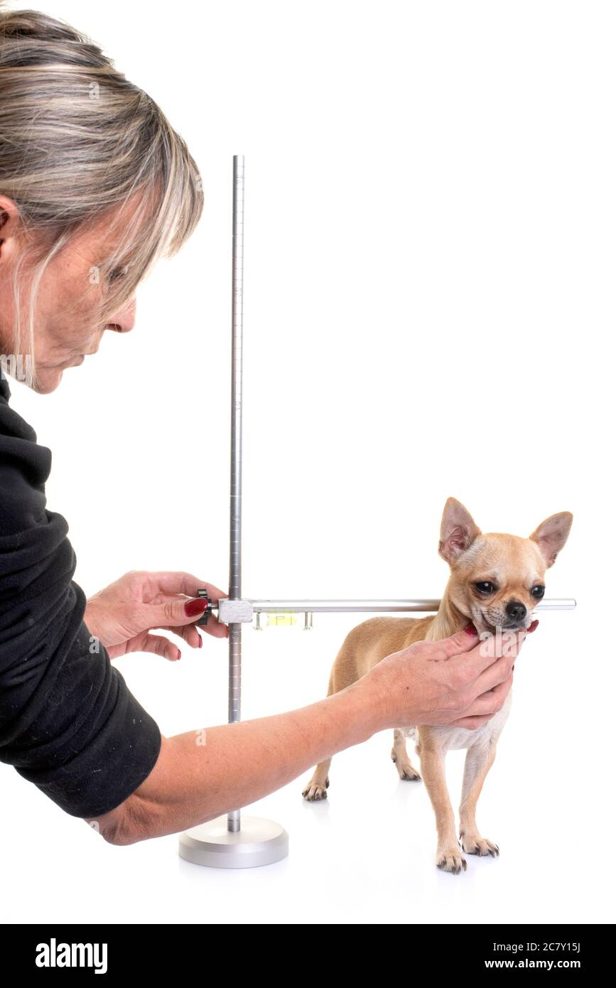 measuring rod for dog in front of white background Stock Photo - Alamy